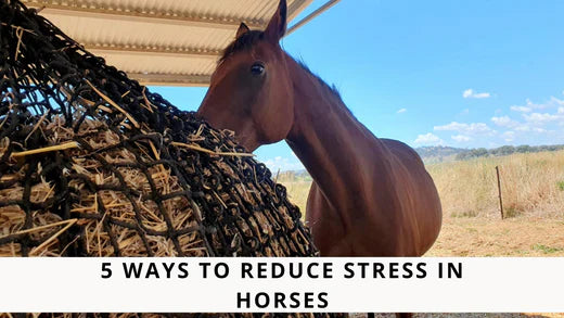 5 Ways to Reduce Stress in Horses – Gutzbusta UK