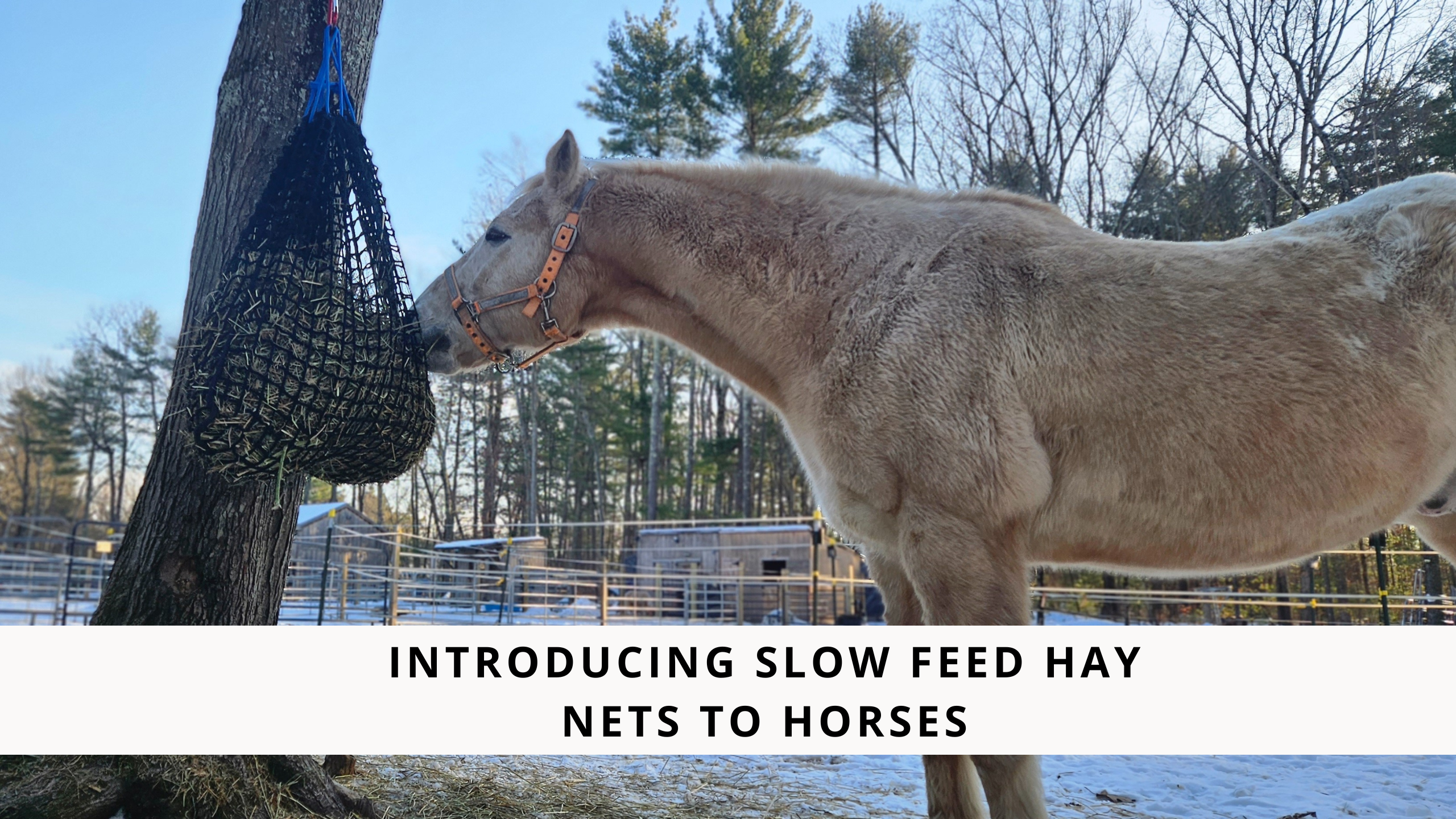 Introducing Slow Feed Hay Nets to Horses – Gutzbusta UK